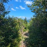 Snake Den Ridge Trail, Tennessee - 109 Reviews, Map | AllTrails