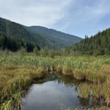The Enchanted Forest, British Columbia, Canada - 8 Reviews, Map | AllTrails