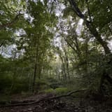 Assunpink Wildlife Management Area Trails, New Jersey - 205 Reviews ...