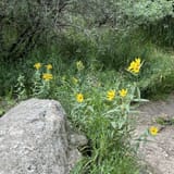 Sylvan Lake Shore Trail, South Dakota - 1,679 Reviews, Map | AllTrails