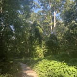 Hard Times Loop, North Carolina - 1,640 Reviews, Map | AllTrails