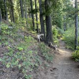 Suttle Lake Loop, Oregon - 857 Reviews, Map | AllTrails