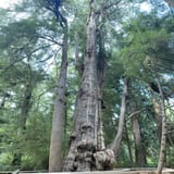 Rockaway Big Tree Boardwalk, Oregon - 459 Reviews, Map | AllTrails