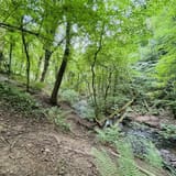 Wepre Park Circular, Flintshire, Wales - 502 Reviews, Map | AllTrails