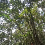 Mount Dinor Trail, Davao del Sur, Philippines - 10 Reviews, Map | AllTrails