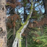 Pitamakan - Dawson Loop, Montana - 842 Reviews, Map | AllTrails