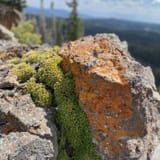 Crag Crest National Recreation Trail, Colorado - 1,133 Reviews, Map ...
