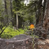 Music Pass Trail, Colorado - 219 Reviews, Map | AllTrails