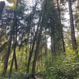 Dash Point Trail, Washington - 1,354 Reviews, Map | AllTrails