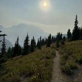 Silver Forest Trail, Washington - 565 Reviews, Map | AllTrails