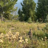 Silver Forest Trail, Washington - 565 Reviews, Map | AllTrails