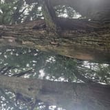 Mount Oyama Loop, Kanagawa, Japan - 206 Reviews, Map | AllTrails