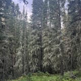 Upper Forest Lakes Trail, Colorado - 677 Reviews, Map | AllTrails