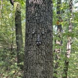 Stringers Ridge via Blue Trail, Tennessee - 2,106 Reviews, Map | AllTrails