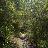 Stringers Ridge via Blue Trail, Tennessee - 2,106 Reviews, Map | AllTrails