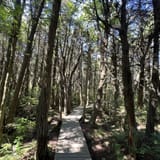 Atlantic White Cedar Swamp Trail, Massachusetts - 1,022 Reviews, Map ...