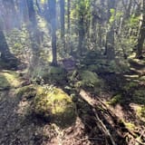 Atlantic White Cedar Swamp Trail, Massachusetts - 1,022 Reviews, Map ...
