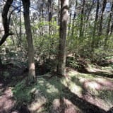 Atlantic White Cedar Swamp Trail, Massachusetts - 1,022 Reviews, Map ...