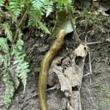 Japanese Gulch Loop Trail, Washington - 1,257 Reviews, Map | AllTrails