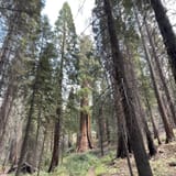 Boole Tree Loop, California - 193 Reviews, Map | AllTrails
