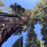 Boole Tree Loop, California - 193 Reviews, Map | AllTrails