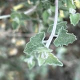 Henninger Flats Trail, California - 3,092 Reviews, Map | AllTrails