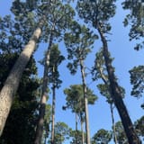 Sea Pines Forest Preserve, South Carolina - 900 Reviews, Map | AllTrails