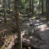 Mount Cardigan Loop Trail, New Hampshire - 2,407 Reviews, Map | AllTrails