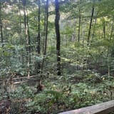 Window Cliffs Trail, Tennessee - 1,634 Reviews, Map | AllTrails