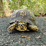 The Billy Yank Trail, Pennsylvania - 752 Reviews, Map | AllTrails