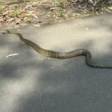 Lane Cove Riverside Walk, New South Wales, Australia - 1,797 Reviews ...