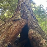 Bootjack Loop, California - 1,989 Reviews, Map | AllTrails