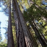 Bootjack Loop, California - 1,989 Reviews, Map | AllTrails