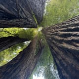 Tall Trees Grove Loop Trail, California - 2,668 Reviews, Map | AllTrails