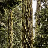 Johnson Ridge Trail, Washington - 287 Reviews, Map | AllTrails