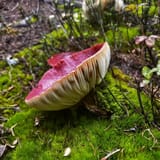 Johnson Ridge Trail, Washington - 287 Reviews, Map | AllTrails