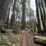 White Pass Pilot Ridge Loop Trail, Washington - 118 Reviews, Map ...