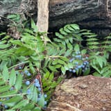 Cascade Lake Trail, Washington - 786 Reviews, Map | AllTrails