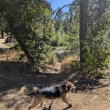 Bizz Johnson Trail, California - 185 Reviews, Map | AllTrails