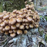 Mount Marshall via the Calamity Brook Trail, New York - 962 Reviews ...