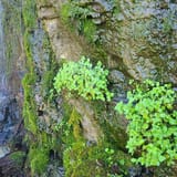 Scout Falls via Mount Timpanogos Trail, Utah - 2,734 Reviews, Map ...