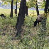 Busse Woods Loop Trail, Illinois - 2,969 Reviews, Map | AllTrails