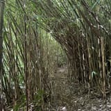 Judd Trail, Oahu, Hawaii - 2,959 Reviews, Map | AllTrails