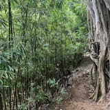 Judd Trail, Oahu, Hawaii - 2,959 Reviews, Map | AllTrails