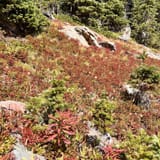 Upper Forest Lakes Trail, Colorado - 686 Reviews, Map | AllTrails