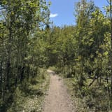 Disappointment Falls via Lady Moon Trail, Colorado - 868 Reviews, Map ...