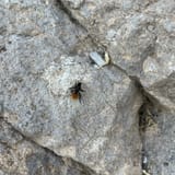 Peralta Trail, Geronimo's Cave, Lone Tree, and Bluff Springs Loop ...