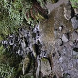 Japanese Gulch Loop Trail, Washington - 1,254 Reviews, Map | AllTrails