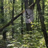 Tracy Ridge Hiking Trail System , Pennsylvania - 349 Reviews, Map ...