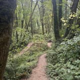 Tryon Creek Triple Bridge Loop, Oregon - 1,840 Reviews, Map | AllTrails